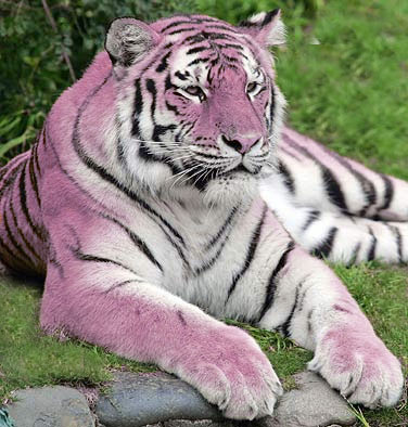 H3@TH3R: Purple Tiger