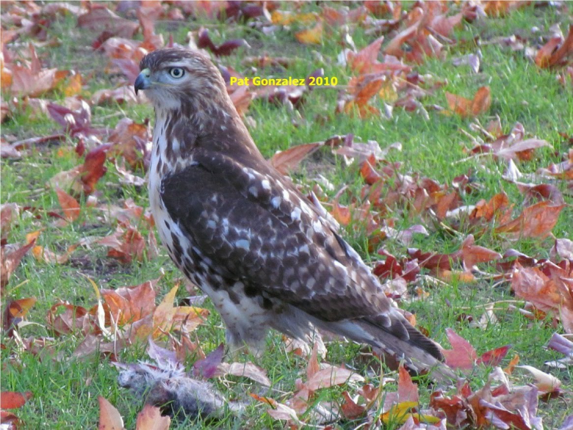 Palemaleirregulars: Pale Male, Neck Banded Geese Plus Will Red-tailed ...