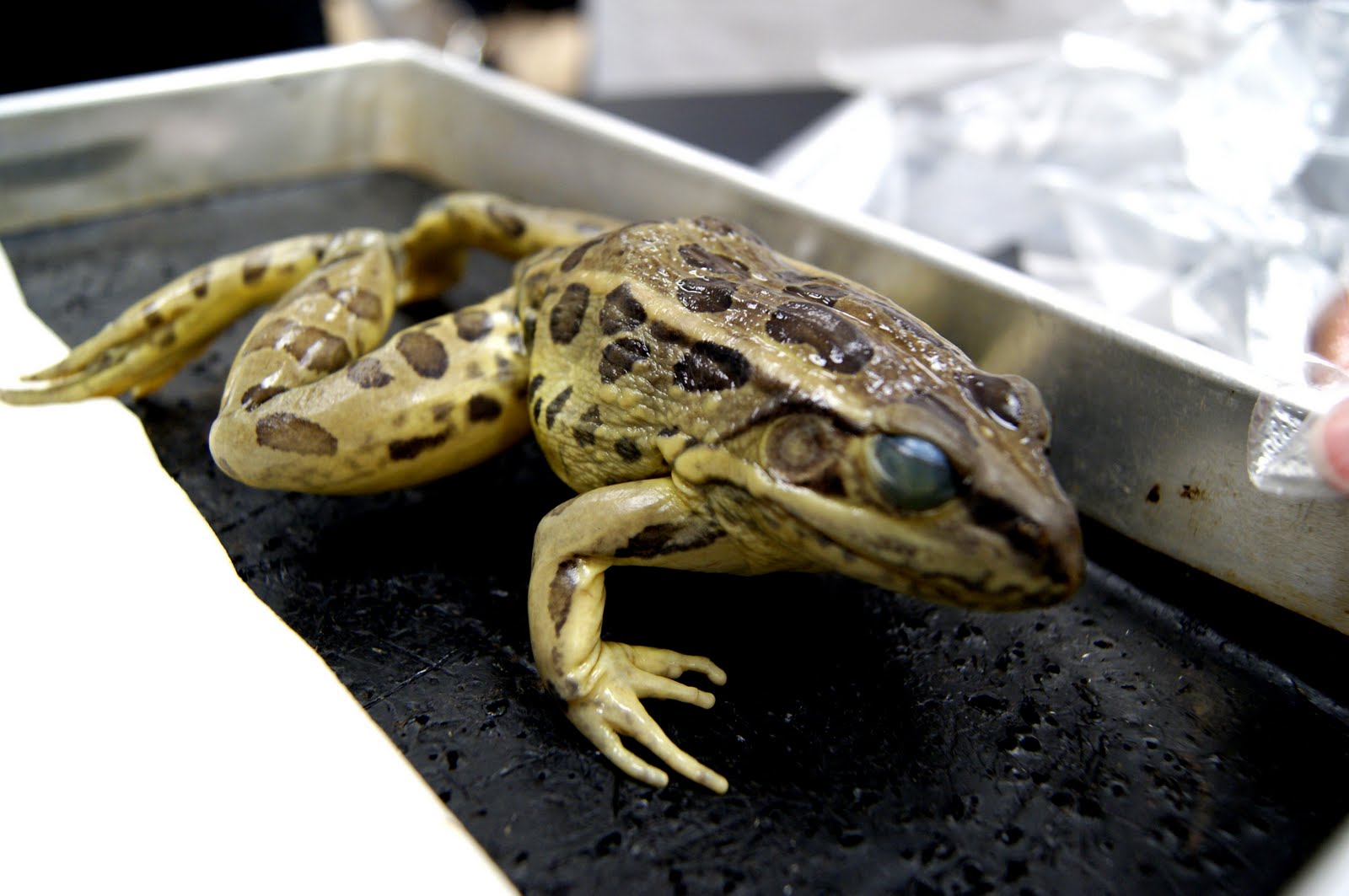 rosario-frog-dissection