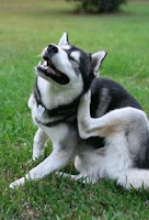 Lumea animalelor fericite: Vine, vine primavara...si pentru animalele ...