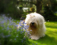 Lumea animalelor fericite: Vine, vine primavara...si pentru animalele ...