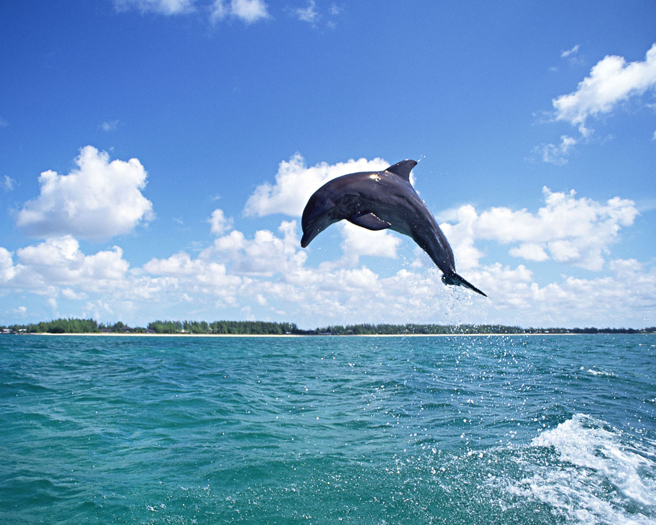 Dolphin Dolphin Dolphin | Encyclopedia of World Photo