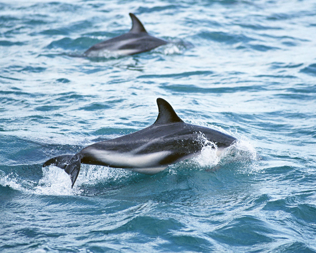 Dolphin Dolphin Dolphin | Encyclopedia of World Photo