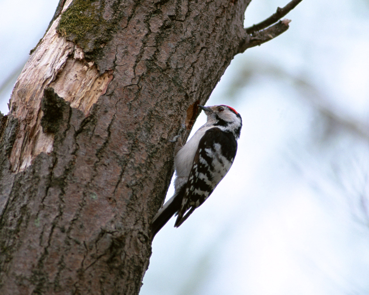 Bird Bird Bird Bird | Encyclopedia of World Photo