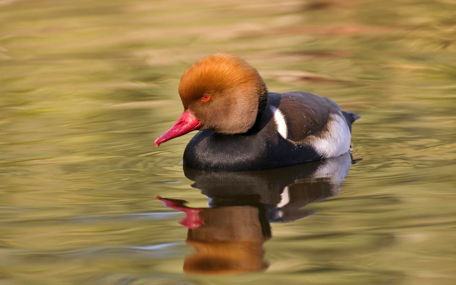 Bird Bird Bird Bird | Encyclopedia of World Photo