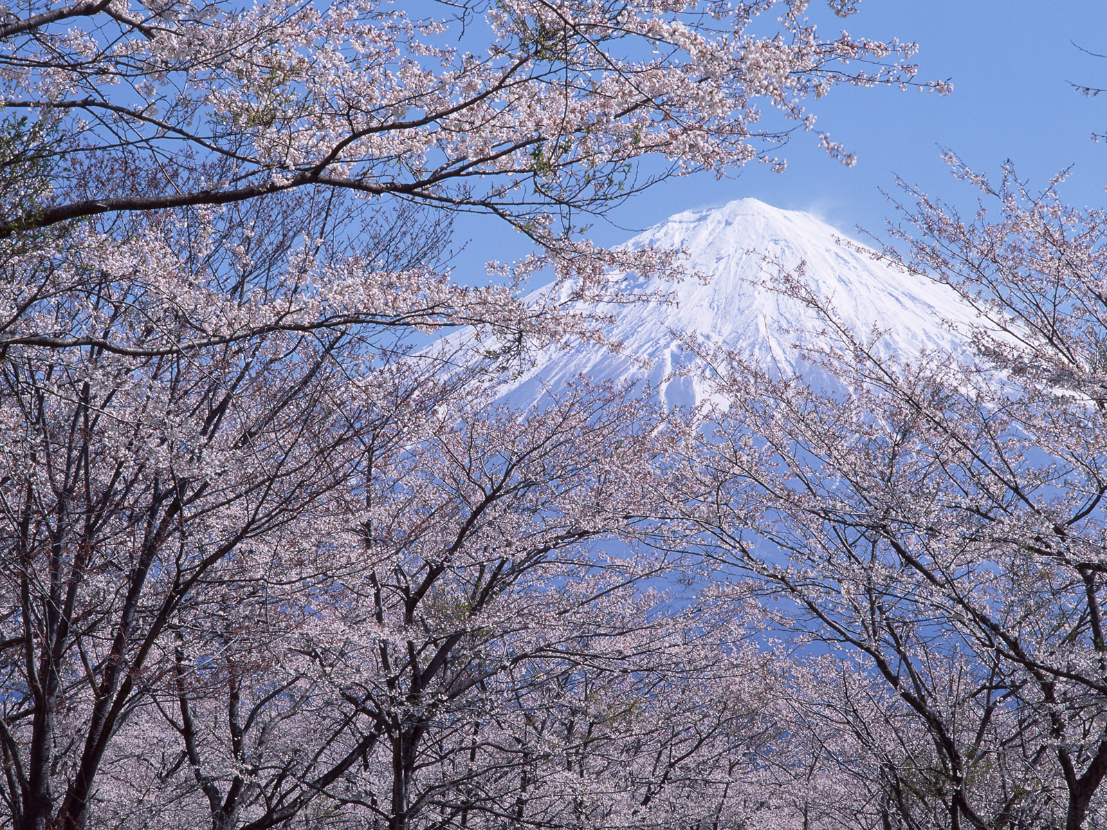 Fuji Fuji Fuji Fuji | Encyclopedia of World Photo