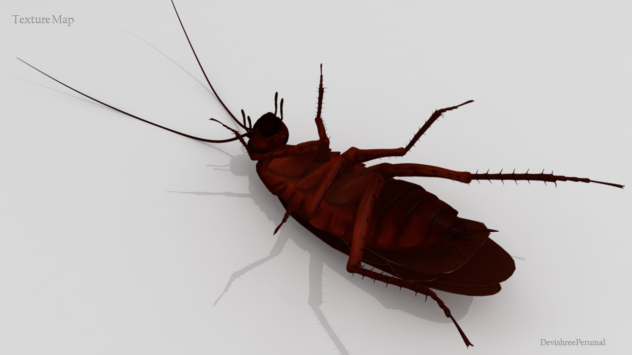 Devi's Blog: With Texture - Cockroach