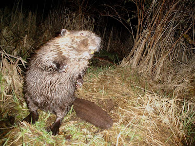 Game Camera Photo Logbook: Dancing Castor canadensis