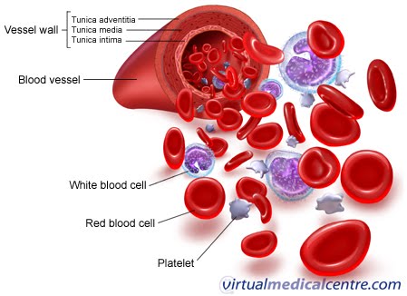 the secret of blood: Do YoU eVeR wOnDeR wHaT mAkEs Up BlOoD???