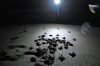 Exploring The World: A Turtle Eclipse of the Heart