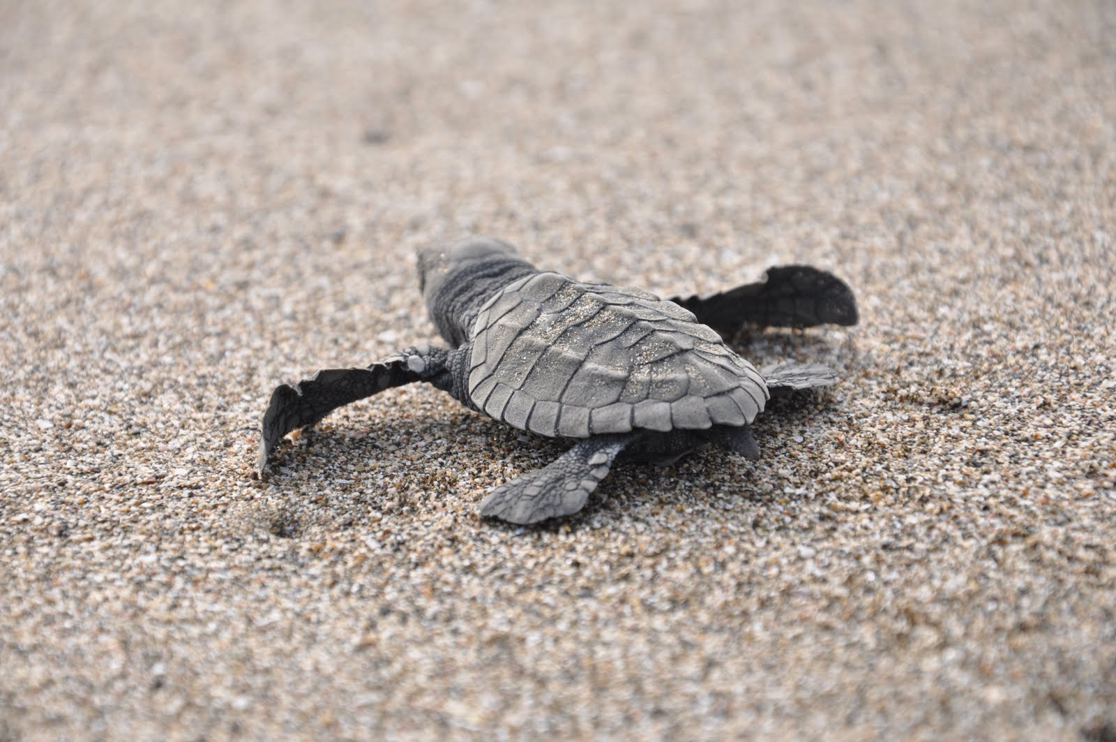 Exploring The World: A Turtle Eclipse of the Heart