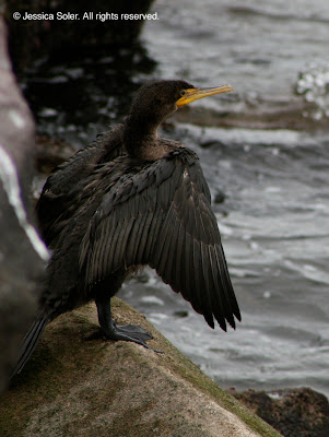 Instantes: Instantes de Loreto: Aves 7