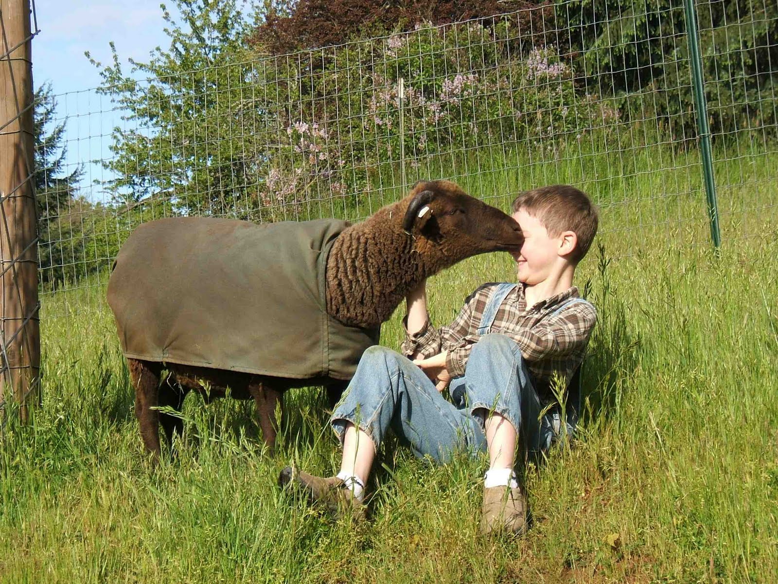 Boulderneigh: A boy and his sheep