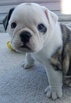 Amanda C. Melton Photography: A Day in the Life of Baby Bulldog