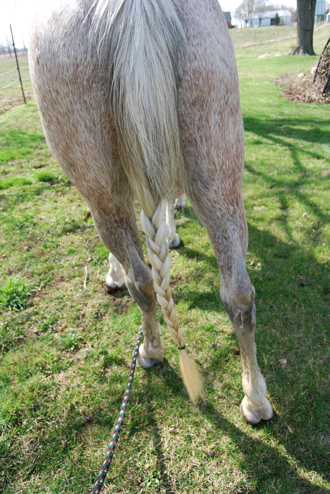 Bitless horse: Science VS tradition: Science vs Tradition: Taming the ...