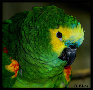 PAPIGE: Amazona papige