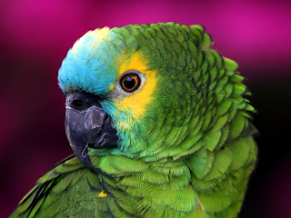 PAPIGE: Amazona papige