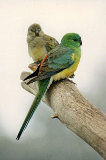 PAPIGE: Pjevajuća papiga