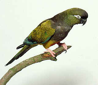 PAPIGE: Patagonijska papiga