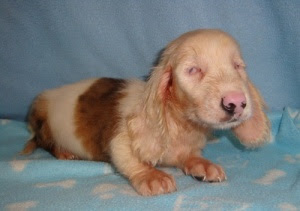 Ruby and Penny - 2 Mini Dachshunds: The Double Dapple!