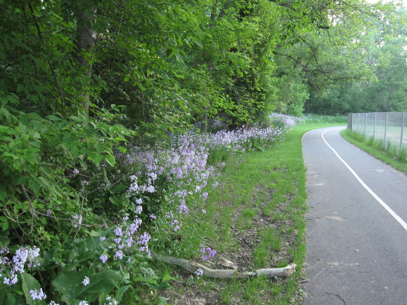 Arrowhead Alpines Blog: Dame's rocket