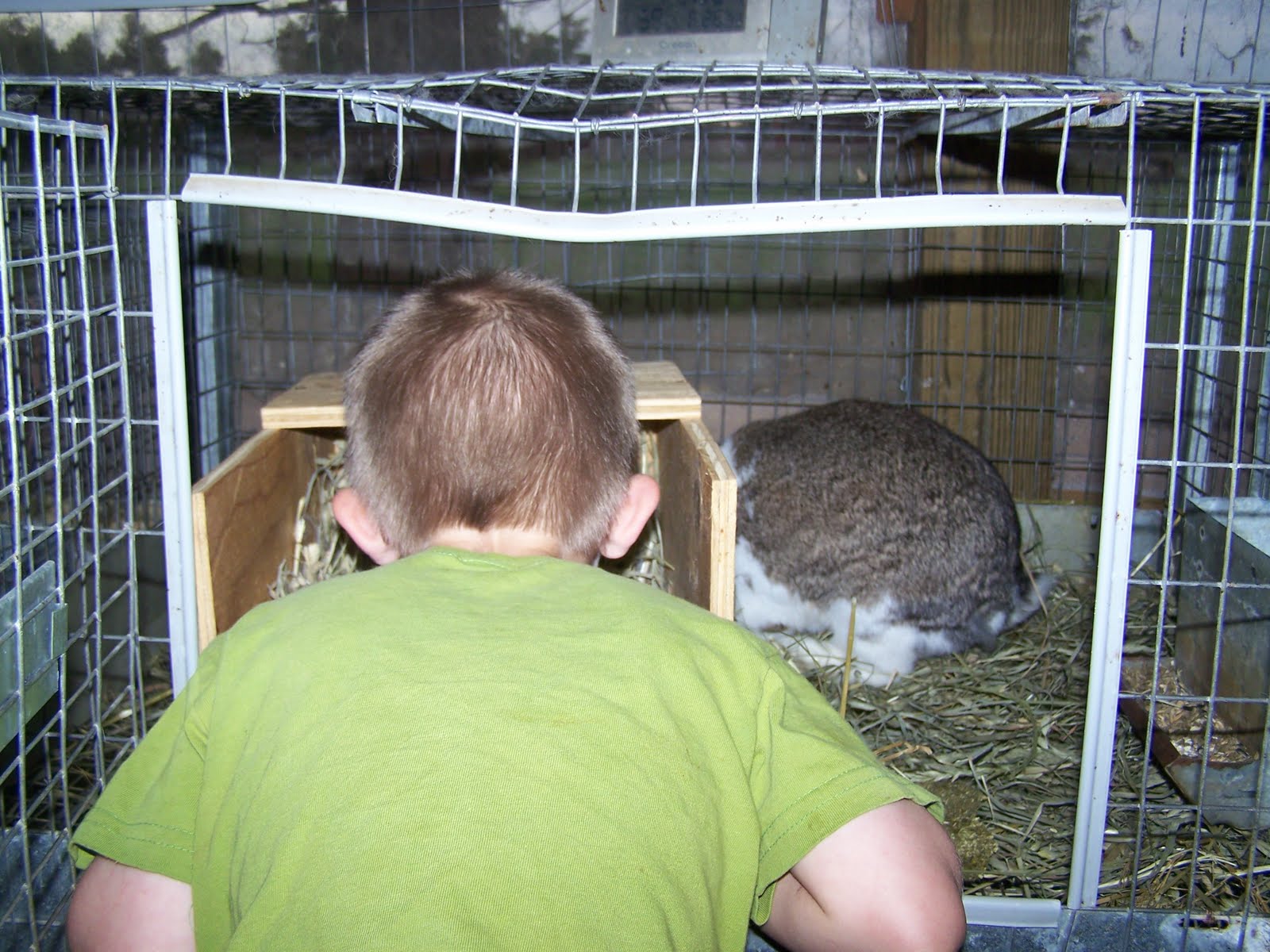 Got Down Syndrome's Blog: Life On The Ranch: Baby Bunnies