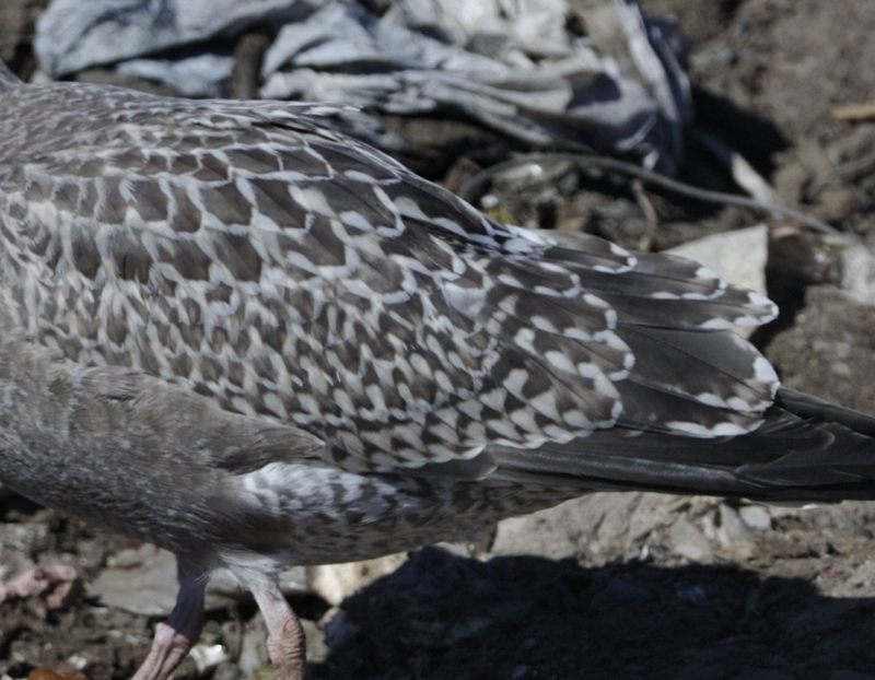 Larusology: Silver Herring Gulls - ? Visitors from the Arctic