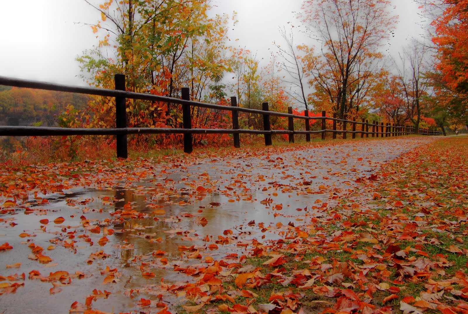 Images by Sheena: Day 136 ~ Rainy Day HDR