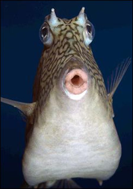 Curious, Funny Photos / Pictures: Fishes with human like expressions on ...