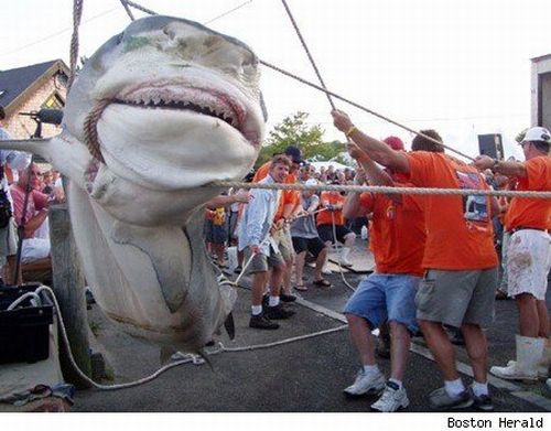 My Funny: Amazing Catch! - Big Fish Caught By Fisherman | Pictures