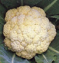 MENGENAL JENIS-JENIS TANAMAN SAYURAN