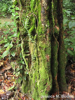 Moss Plants and More: February 2010