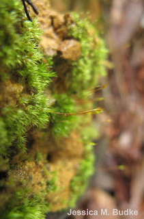 Moss Plants and More: Mosses in Malaysia