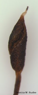 Moss Plants and More: Takakia