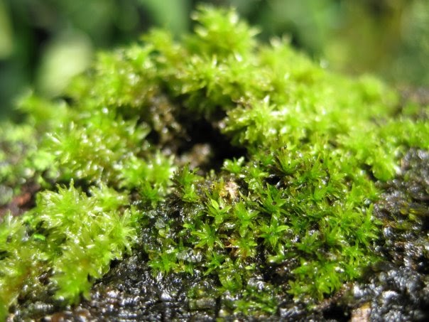 Moss Plants and More: Mosses in Malaysia