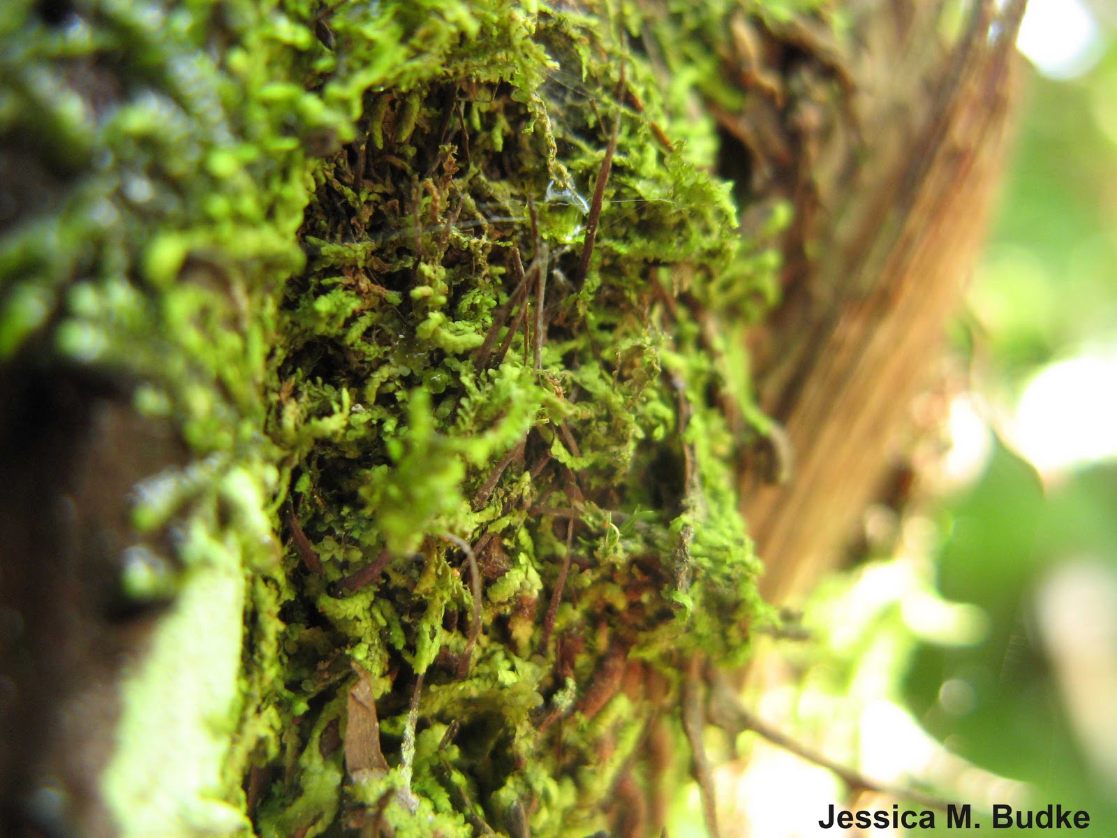 Moss Plants and More: November 2010