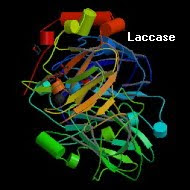 sroysuwan: Crystal Structure of laccase