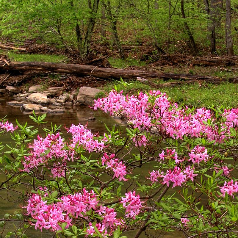 Shenandoah Vineyards Blog: Spring Watch April 25, 2010 - Wild Azaleas