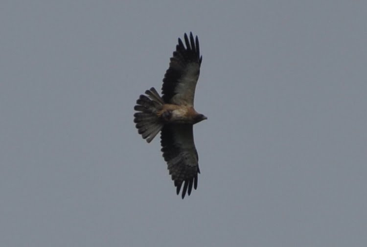AVES E NATUREZA DA FONSAGRADA: Aguia calzada
