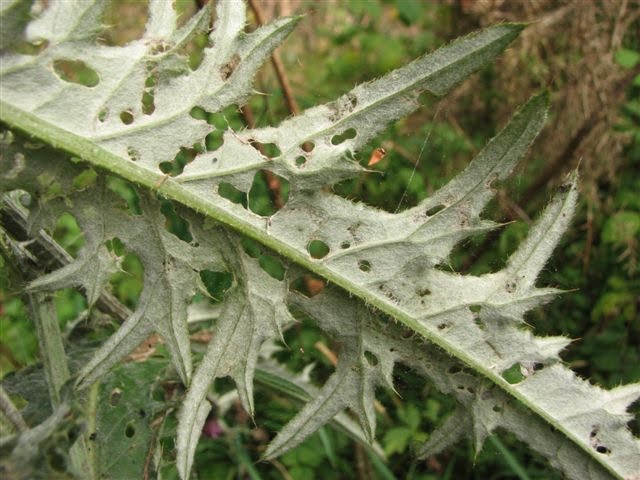 Ptyxis Ecology - Our Botany Blog