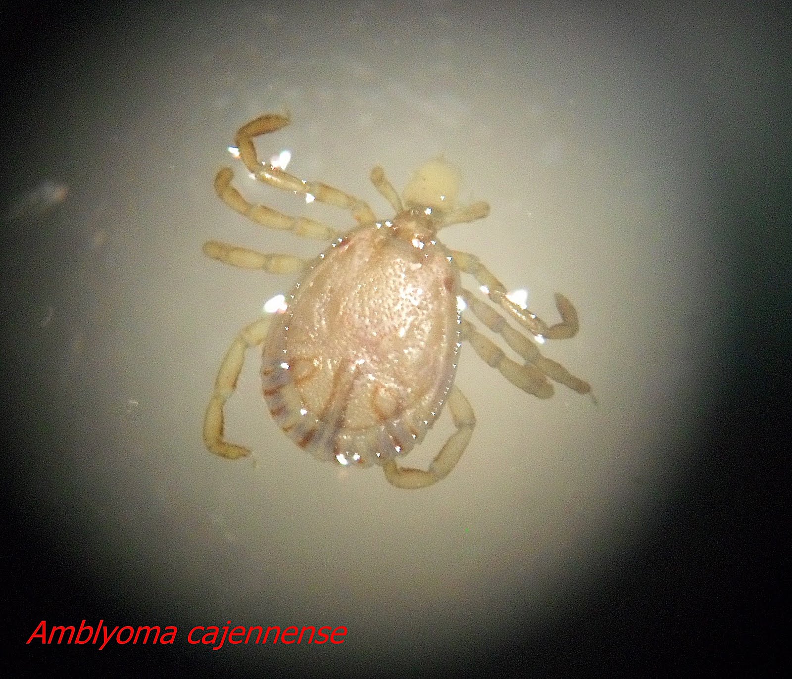 SOS Medicina Veterinária: Parasitologia 3a prova - fotos!