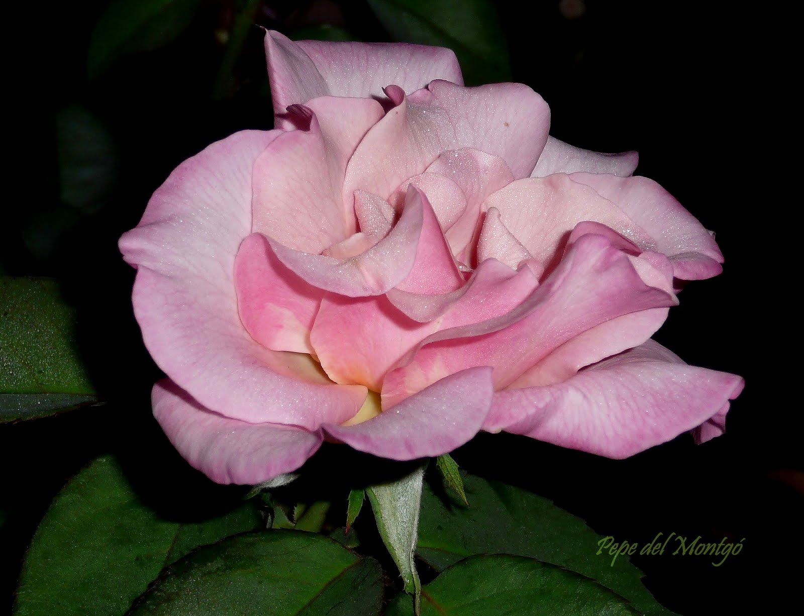 A LA VORA DE LA MAR: HAY FLORES Y FLORES