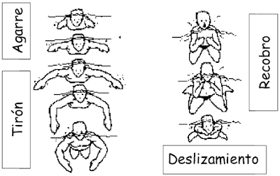 EXAMEN MENSUAL: La natación