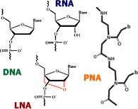 BIO-SYNTHESIS - Custom Antibody Custom Peptide Synthesis Custom SiRNA ...
