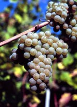 The Next Rounds on Me: Riesling Shown in High Definition