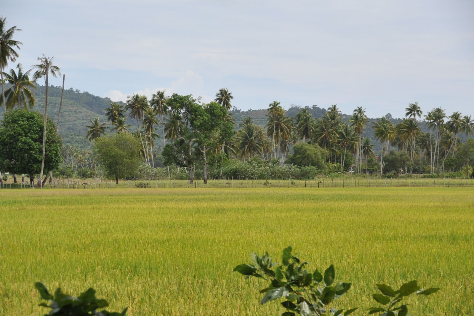 DARI BONGEK KE BRISBANE: BONGEK - SUATU KETIKA DAHULU.