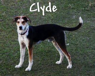 Adventures of Shadow The RVing Dog: Bonnie and Clyde Trade Days ...
