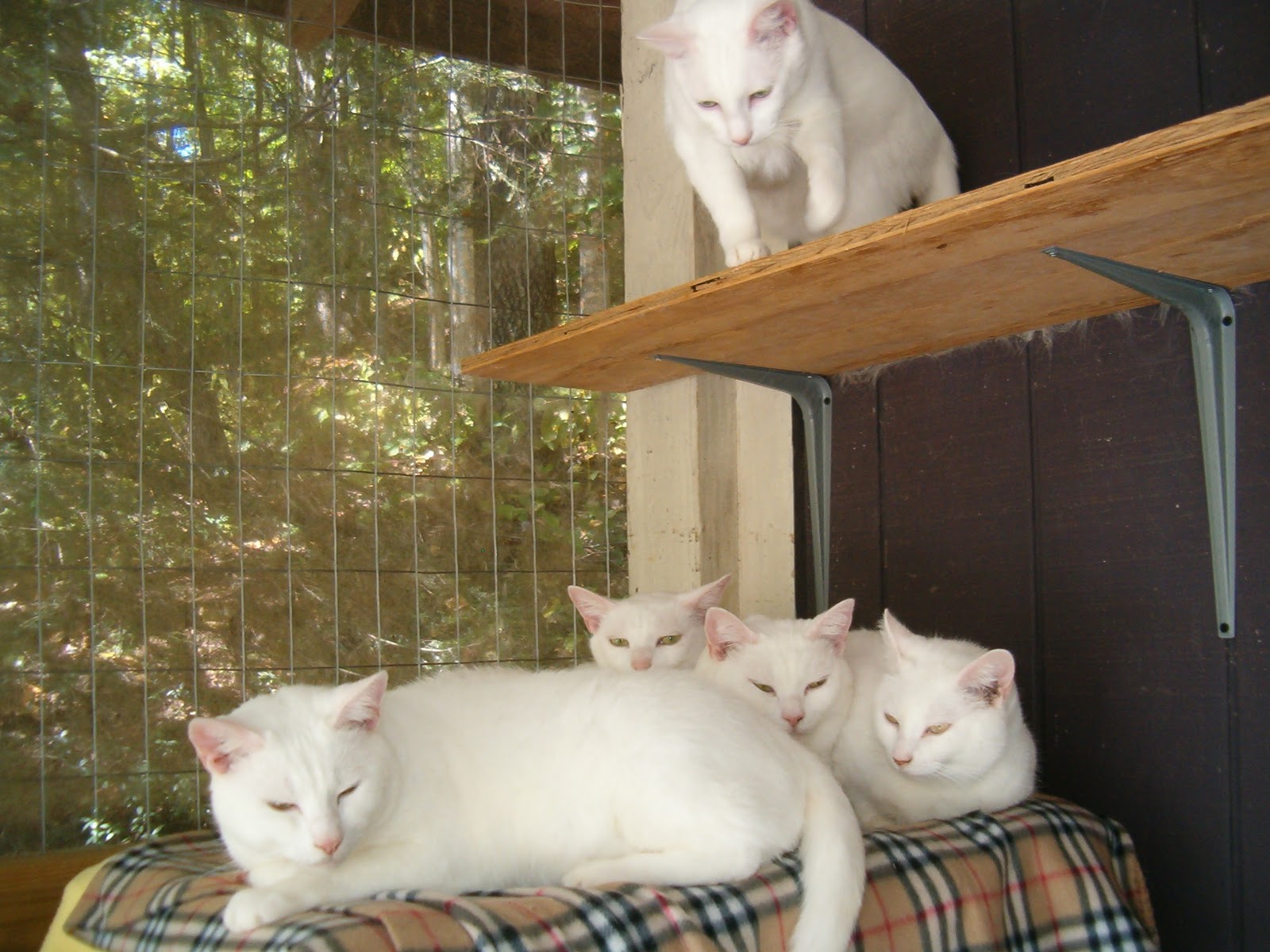 Cats of Wildcat Woods: Thankful Thursday - Tree Guys