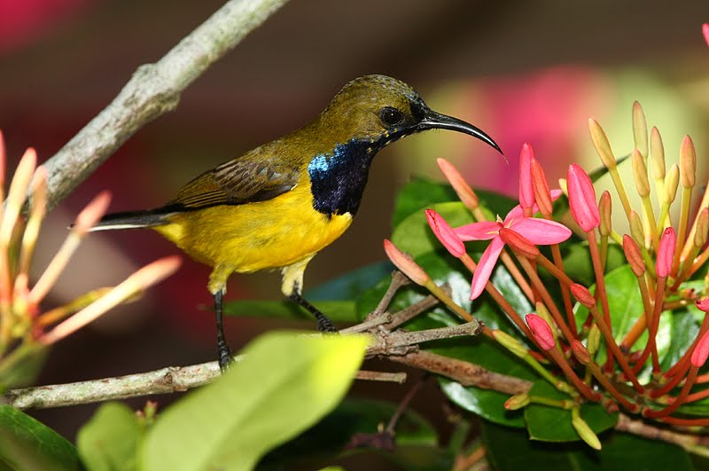 Birdwatching In Miri, Sarawak: Your Common Garden Birds ...