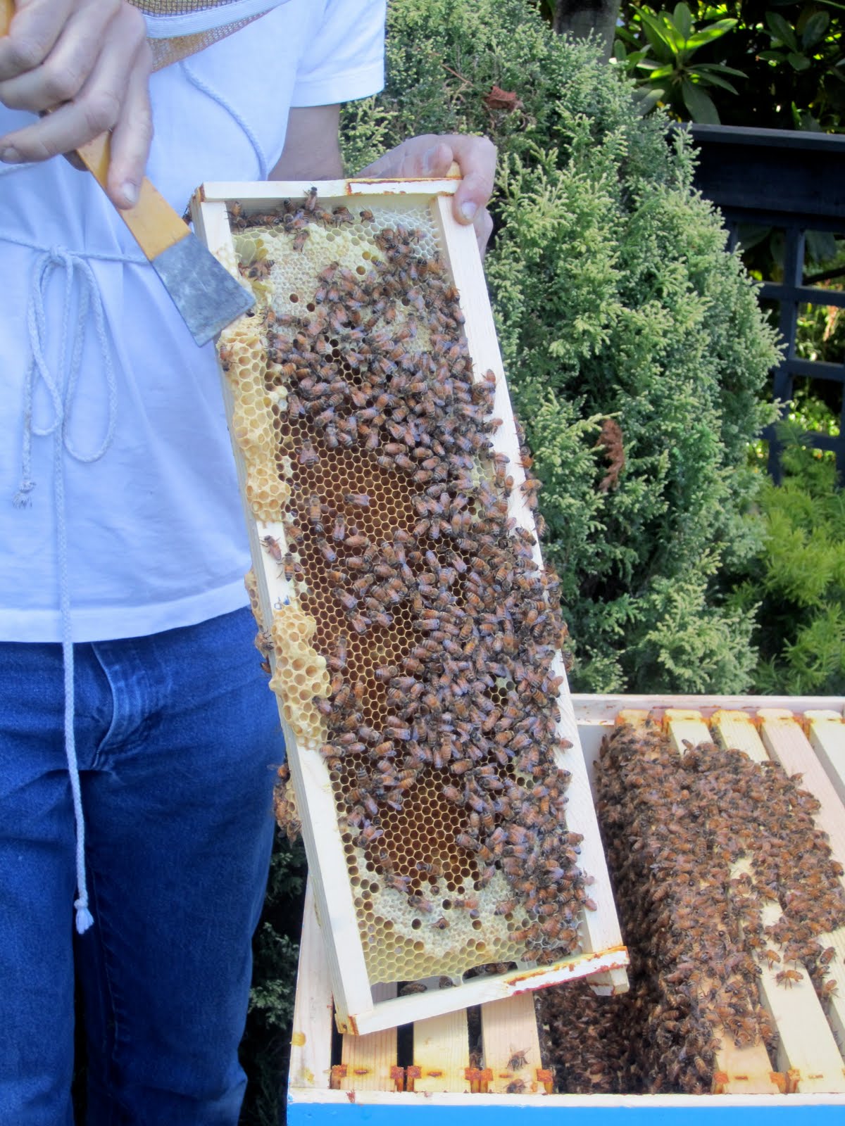 Audrey's Buzz'n Honeybees: Ghost Bees